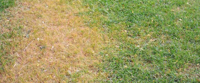 Everything You Need To Know About Chinch Bugs - MissionGreen Services
