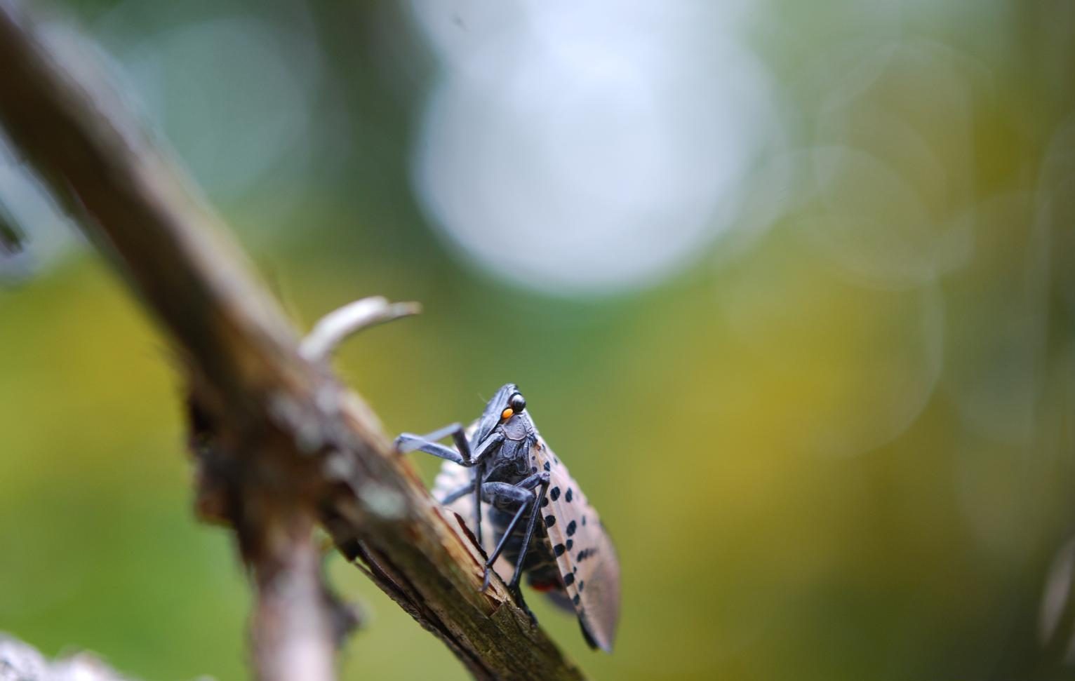 Invasive Spotted Lanternfly Found in Massachusetts | MissionGreen