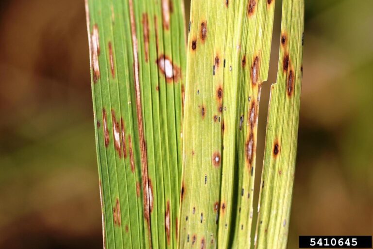 Leaf Spot Disease: The Sneaky Plant Villain in Your Yard - MissionGreen ...