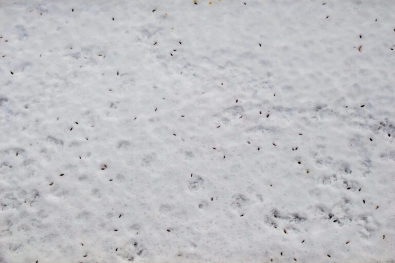 Snow Fleas in New England: What Homeowners Need to Know - MissionGreen ...