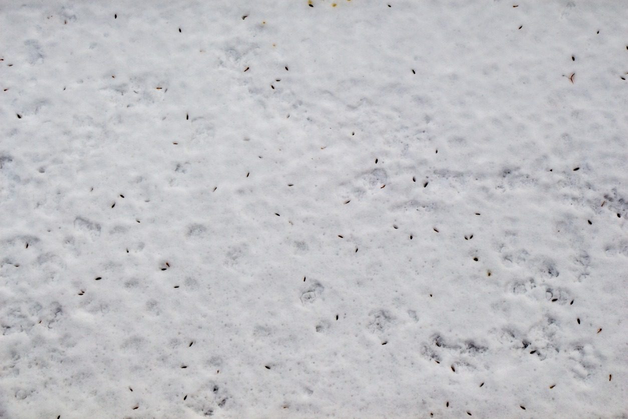 Snow Fleas in New England: What Homeowners Need to Know - MissionGreen ...