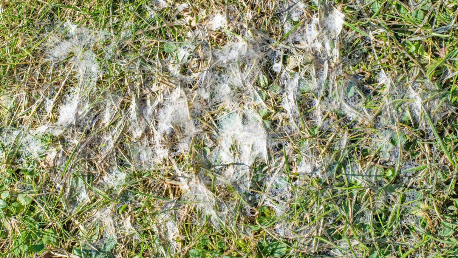 What to Expect When the Snow Melts: The Science Behind Snow Mold & How ...
